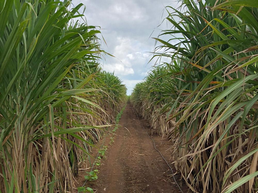 Policies and Compliance / ED&F Man Sugar